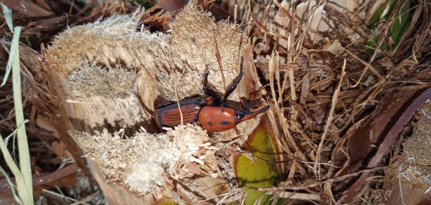 El picudo rojo ya está aquí | Guareña - Hoy