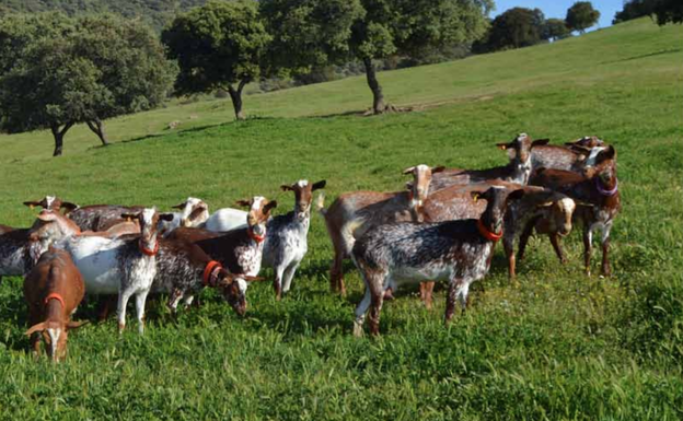 Acriflor celebra este jueves en Monesterio unas jornadas sobre el ...