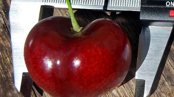 Llegan los primeros frutos para encontrar la cereza perfecta | Hoy