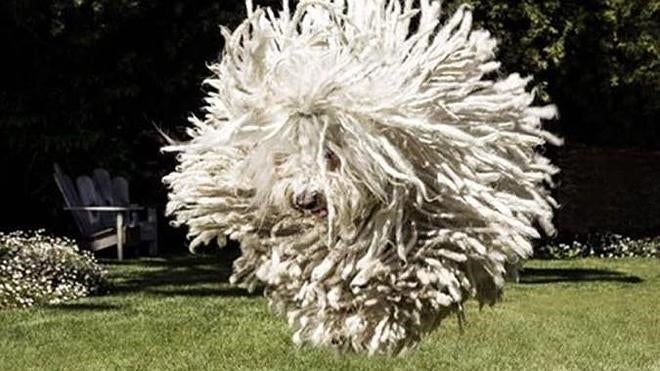 El perro fregona de Zuckerberg | Hoy