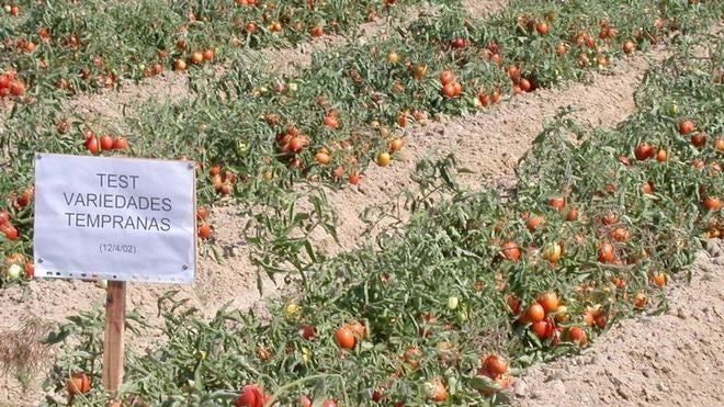 La superficie destinada al cultivo de tomate crecerá un 5 por ciento ...